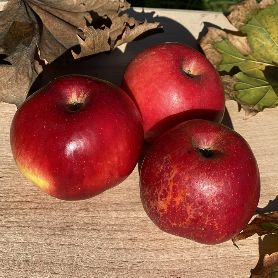 Mere Ionatan / kg - Craita Merelor