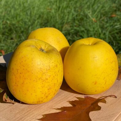 Pravalie - Craita Merelor