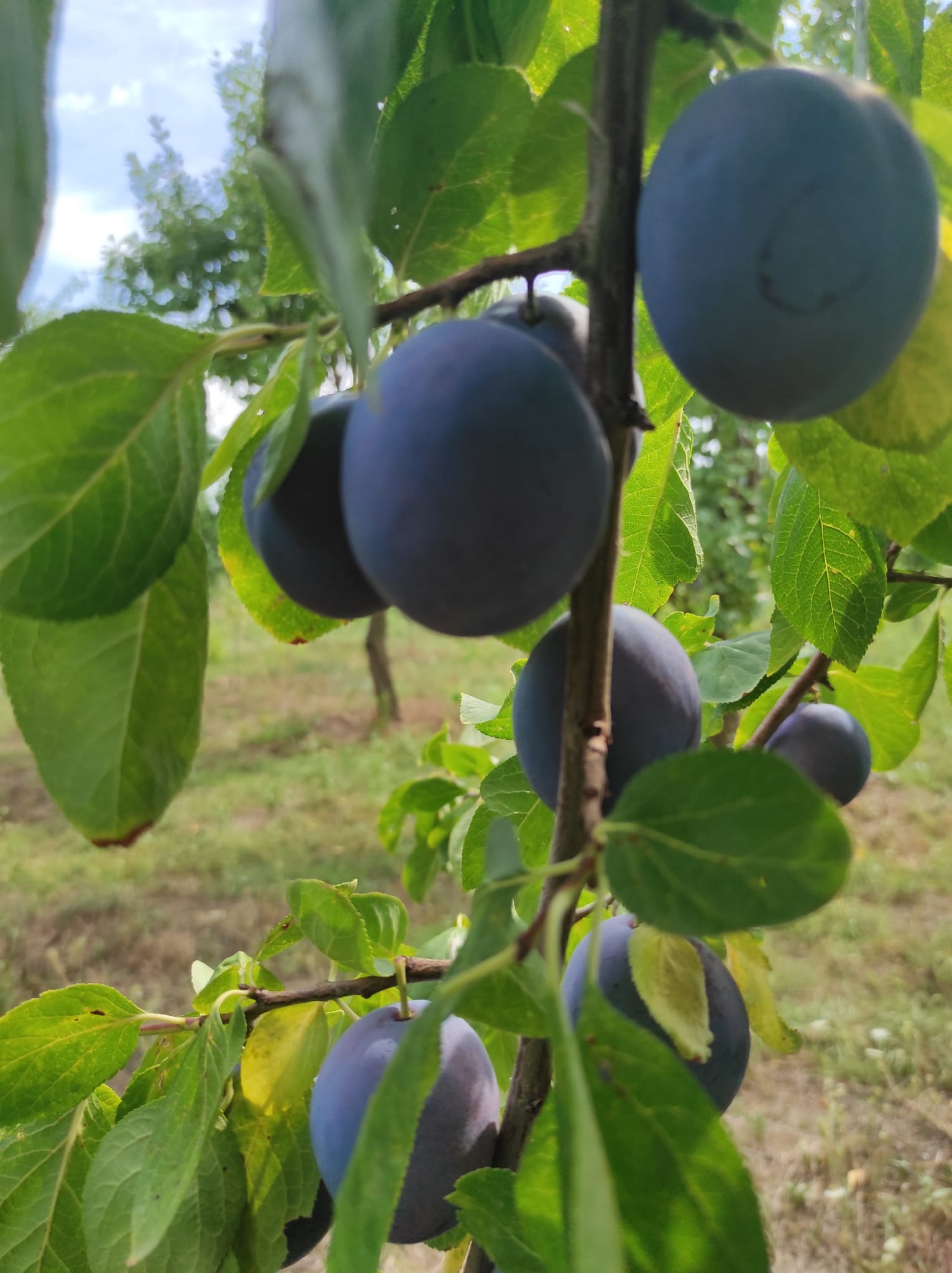 Prune President - Craita Merelor